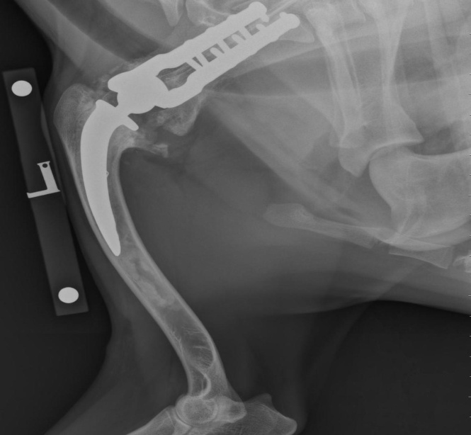 The world’s first Total shoulder replacement in a dog : VetVisuals ...